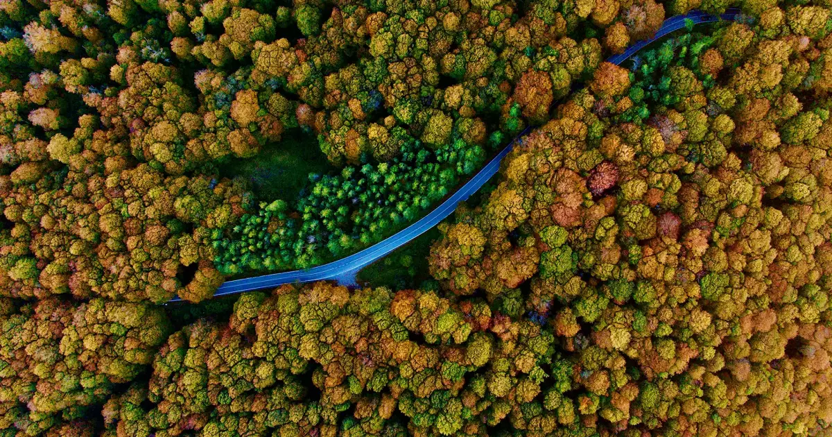 Sabaduri Forest - Connect with Nature near Tbilisi | Georgia Travel