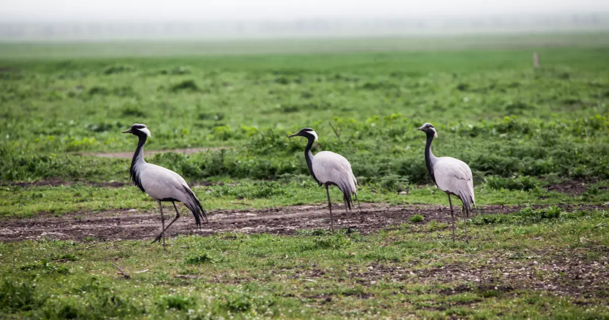 Birdwatching: Springtime in Georgia's Semi-Deserts | Georgia Travel